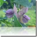 PERTANIAN: MENGENDALIKAN HAMA ULAT BUNGA/ BUAH KACANG PANJANG (Maruca sp)